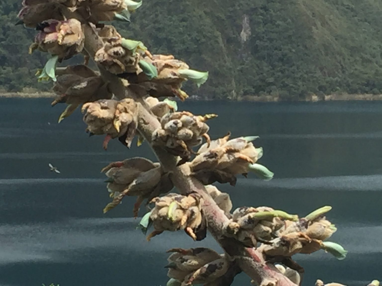 Visit To the Cuicocha Crater Lake - Useful Tips & Impressions