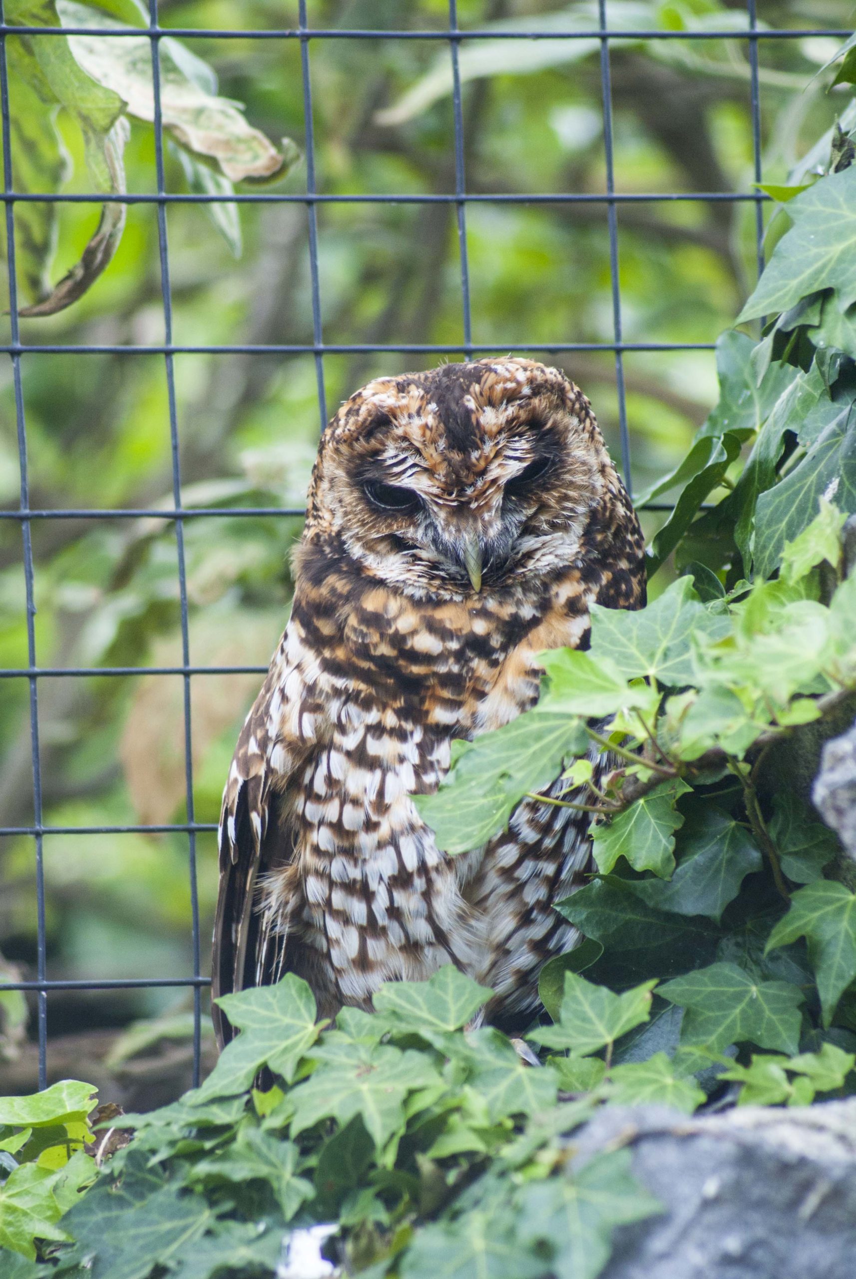 Visit to the Condor Park, Otavalo - Useful Tips – TravelArtWay