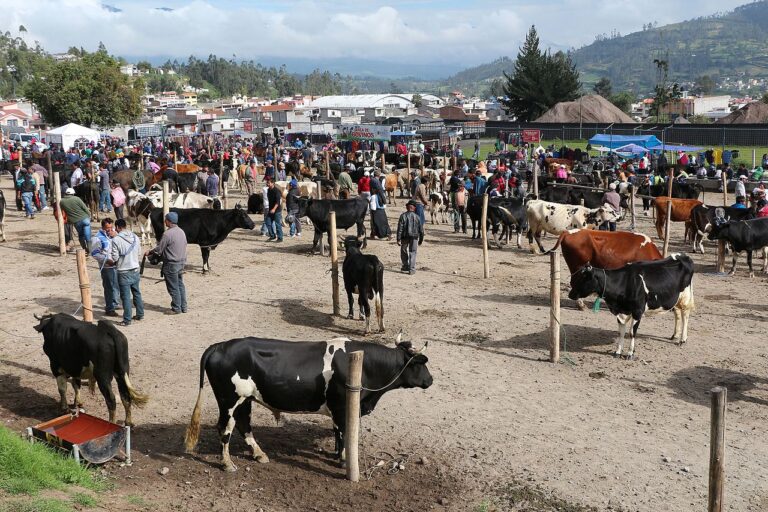 Visit the Historical & World famous Otavalo market in Ecuador